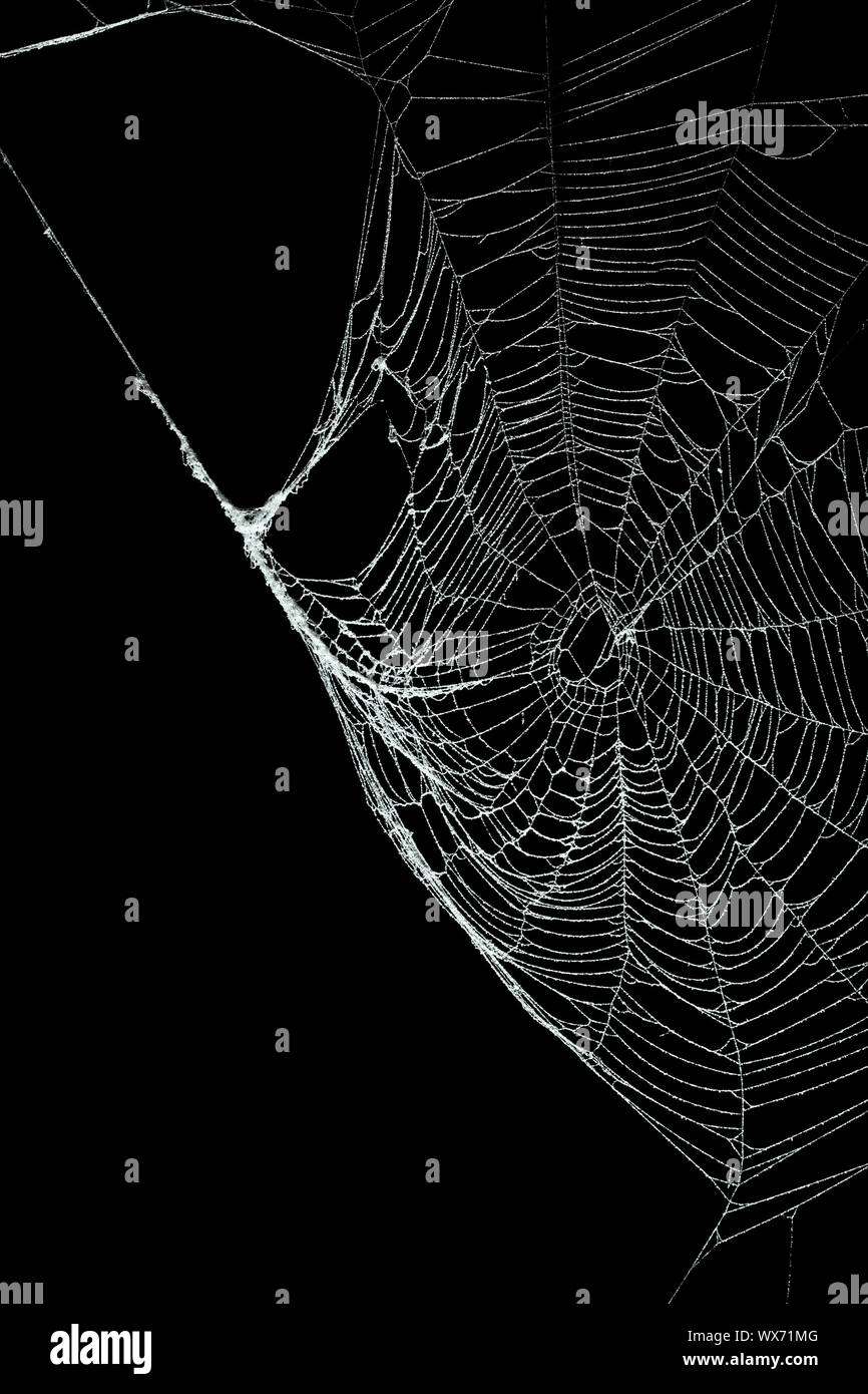 Real spooky spiders web hi-res stock photography and images - Alamy