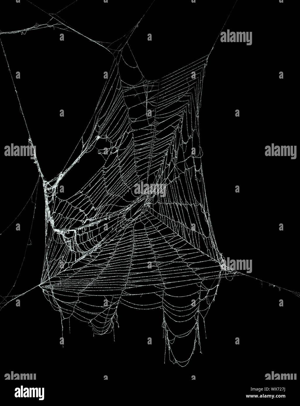 Real spooky spiders web hi-res stock photography and images - Alamy