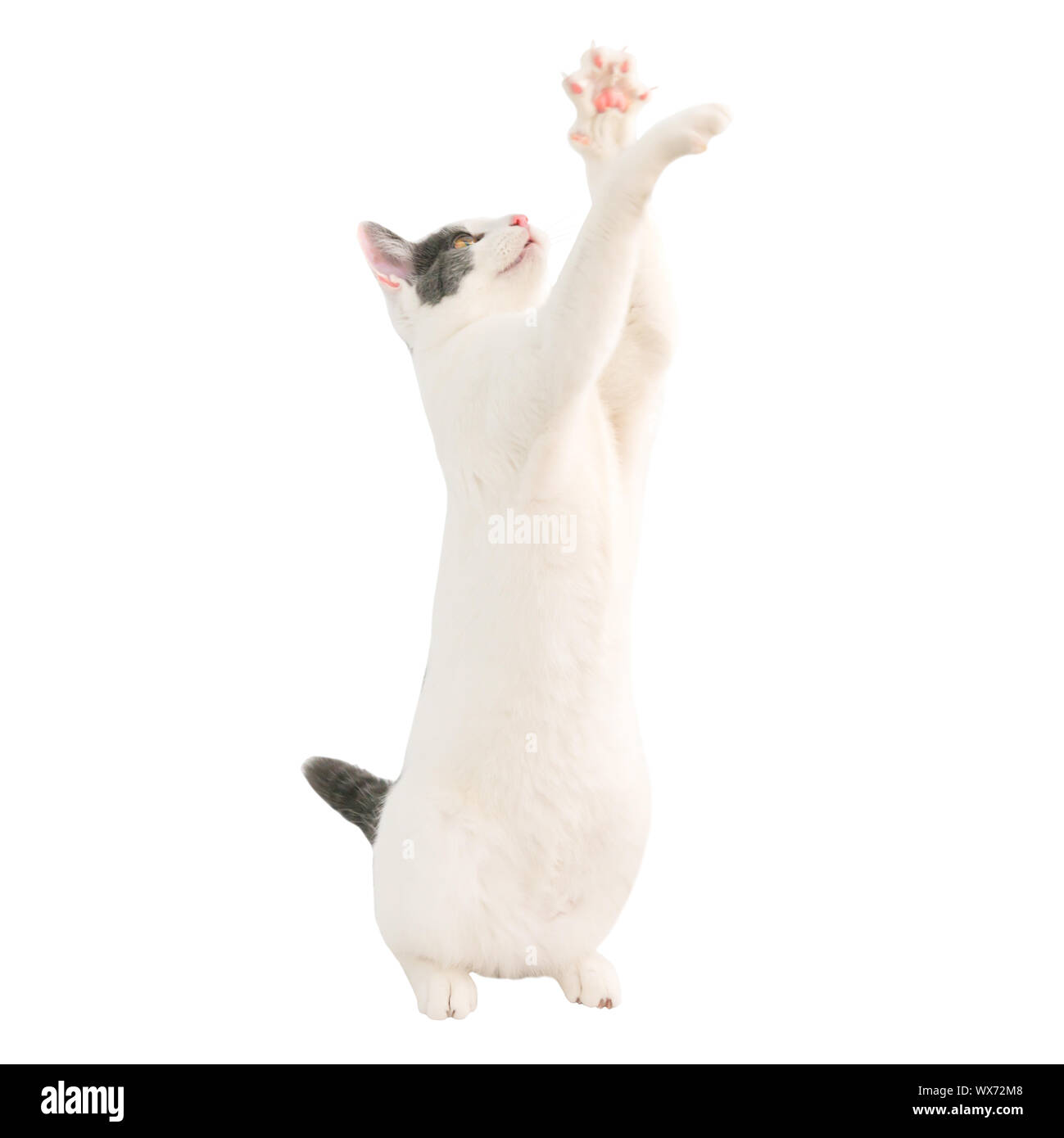 Smiling pretty cat Cut Out Stock Images & Pictures - Alamy