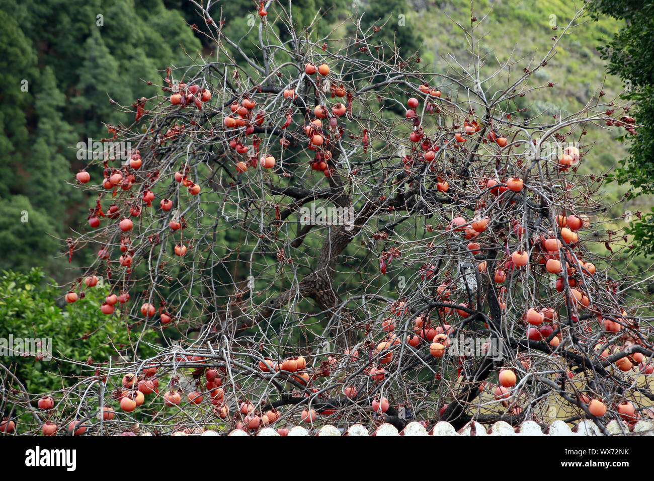 Oriental persimmon (Diospyros kaki ) Tree with overripe fruits Stock ...