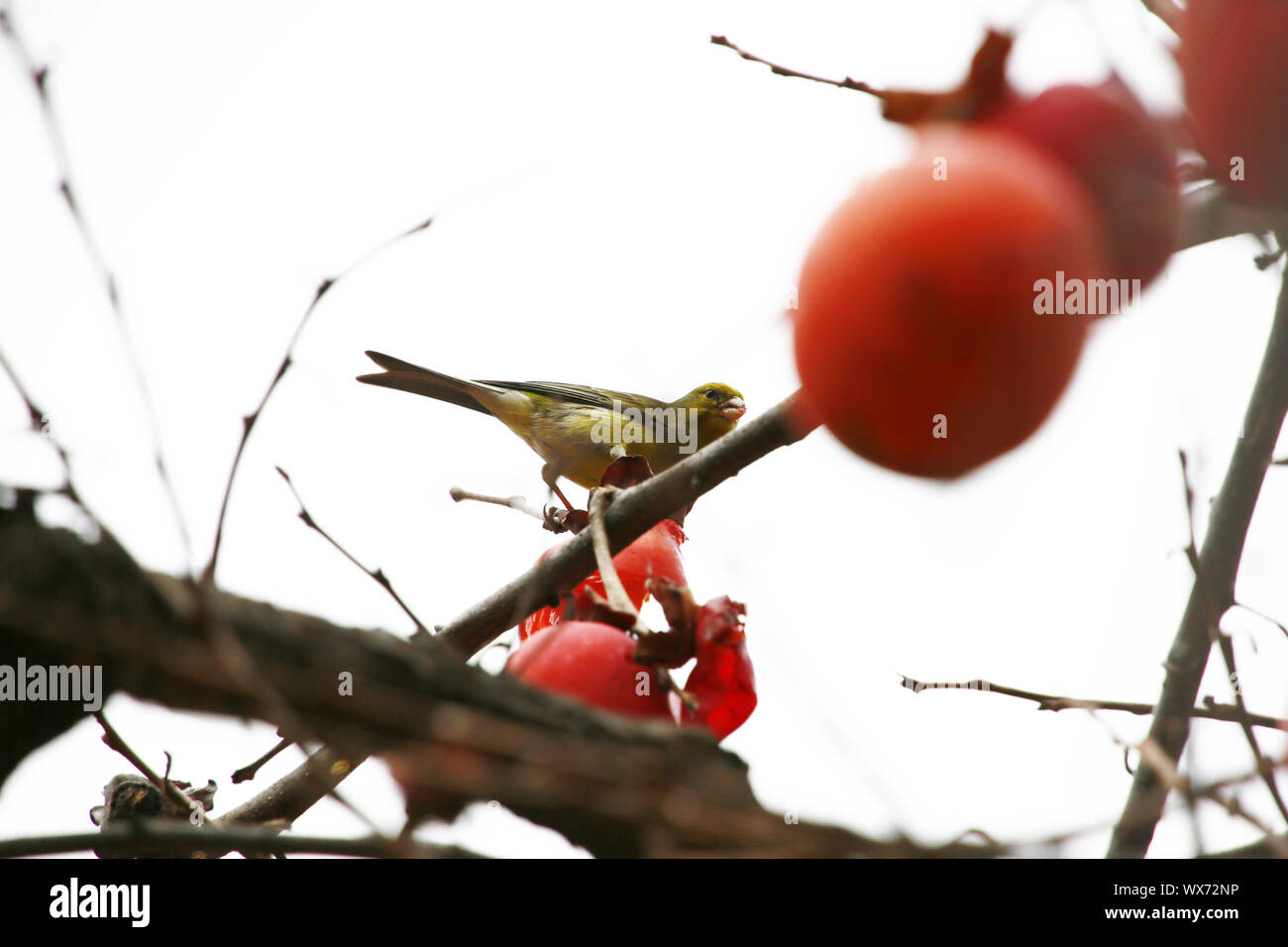Oriental persimmon, Kaki (Diospyros kaki), Canary (Serinus canaria ...