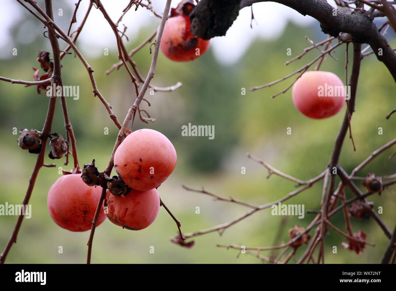 Sharon Palma High Resolution Stock Photography and Images - Alamy