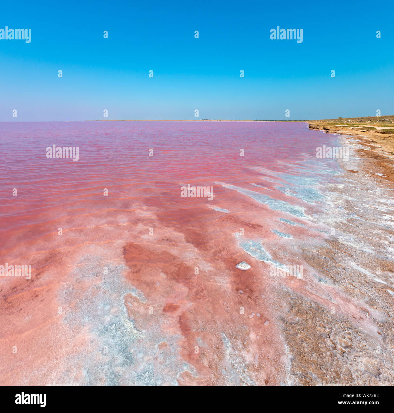 Pink salty Syvash Lake, Ukraine Stock Photo - Alamy