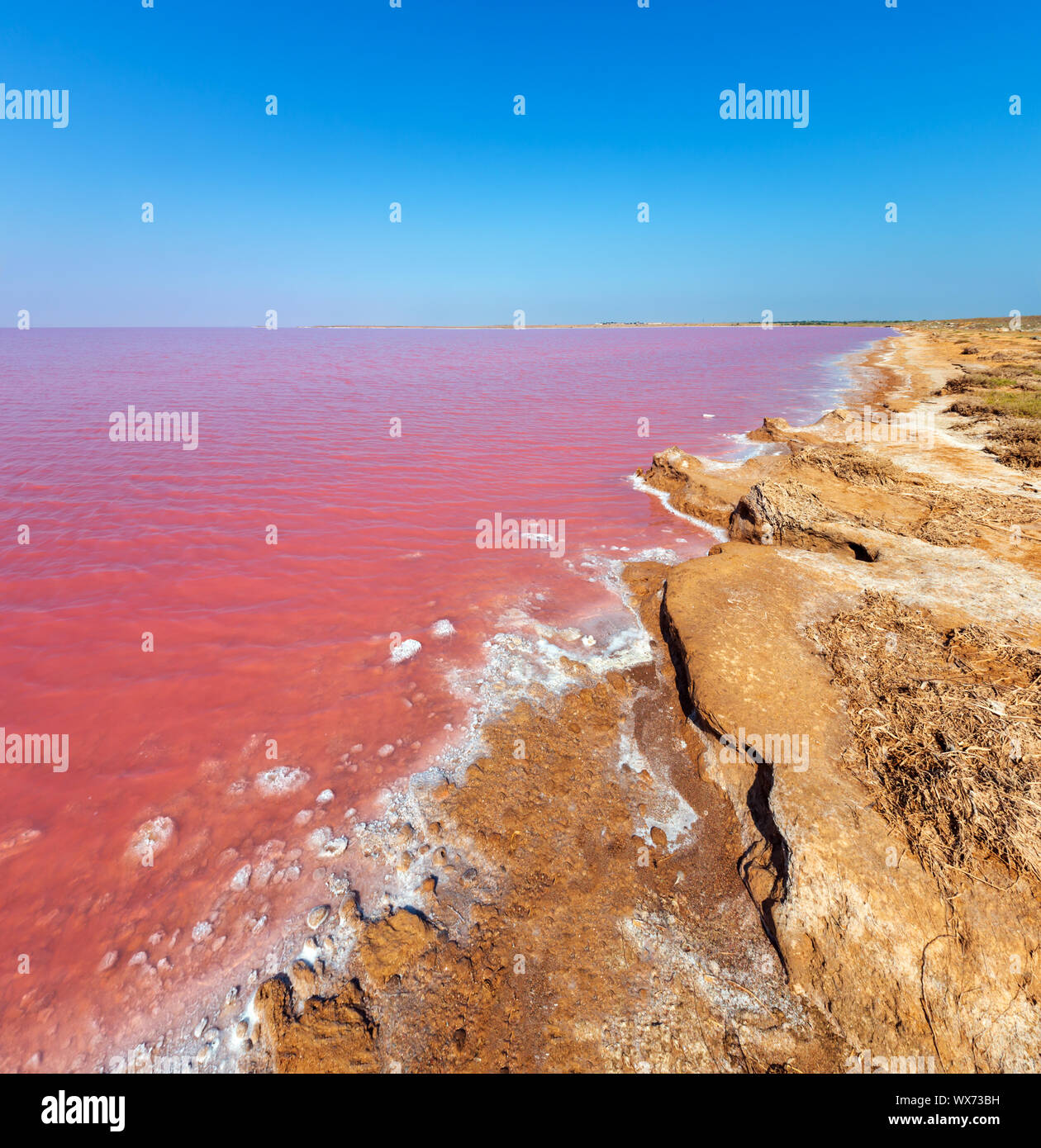 Pink salty Syvash Lake, Ukraine Stock Photo - Alamy