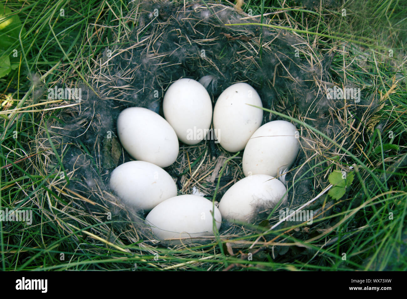 The Widgeon (Anas penelope) duck's nest Stock Photo - Alamy