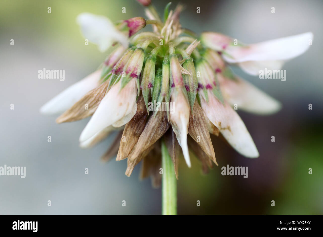 A small flower with one petal Stock Photo - Alamy