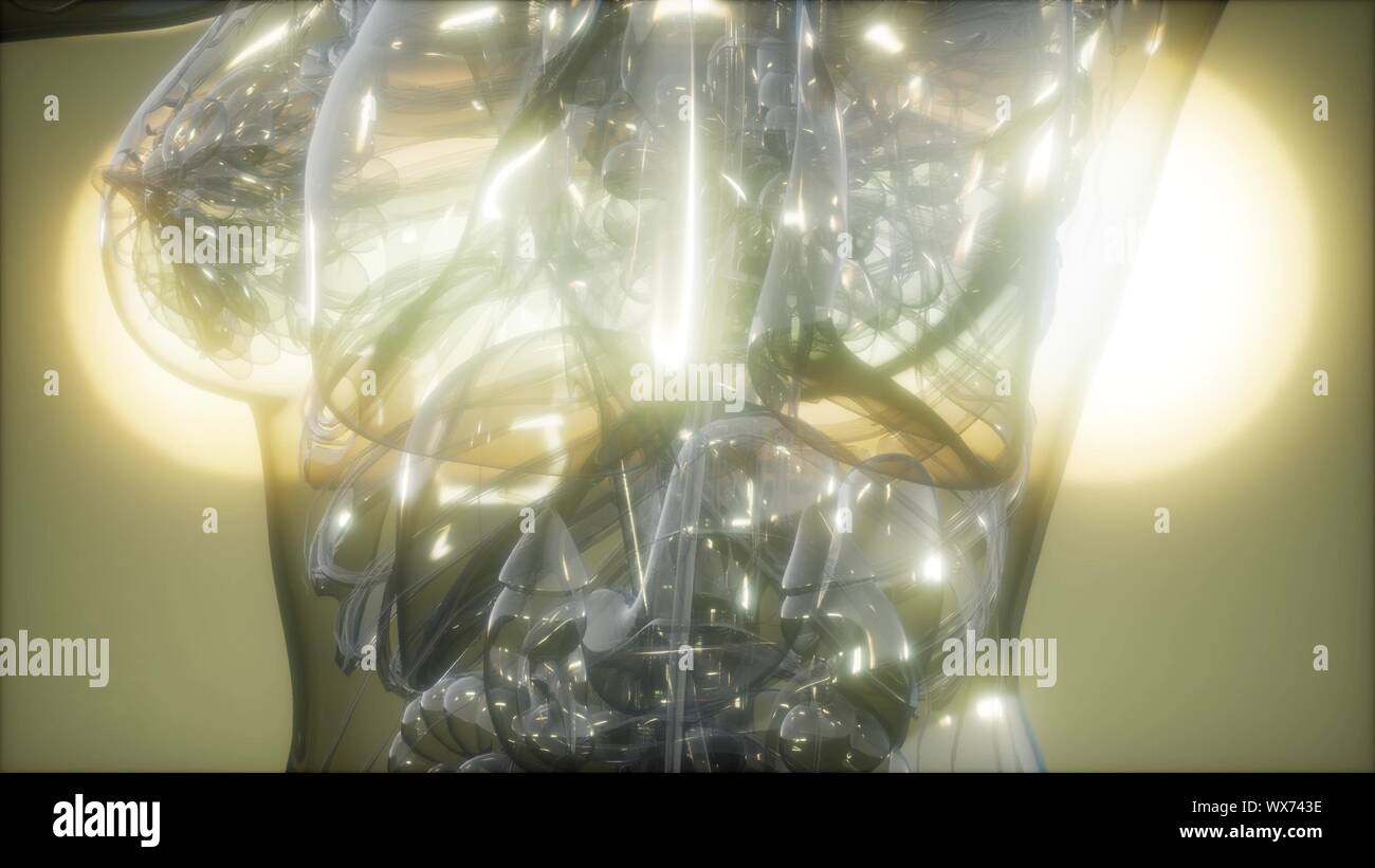 X-Ray Image Of Human Body Stock Photo - Alamy