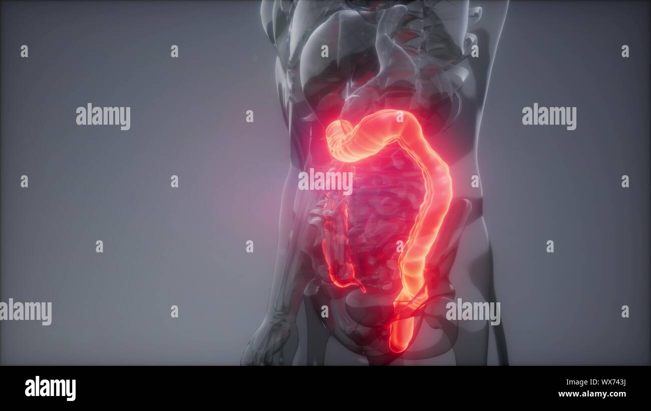 Female rectum hi-res stock photography and images - Alamy