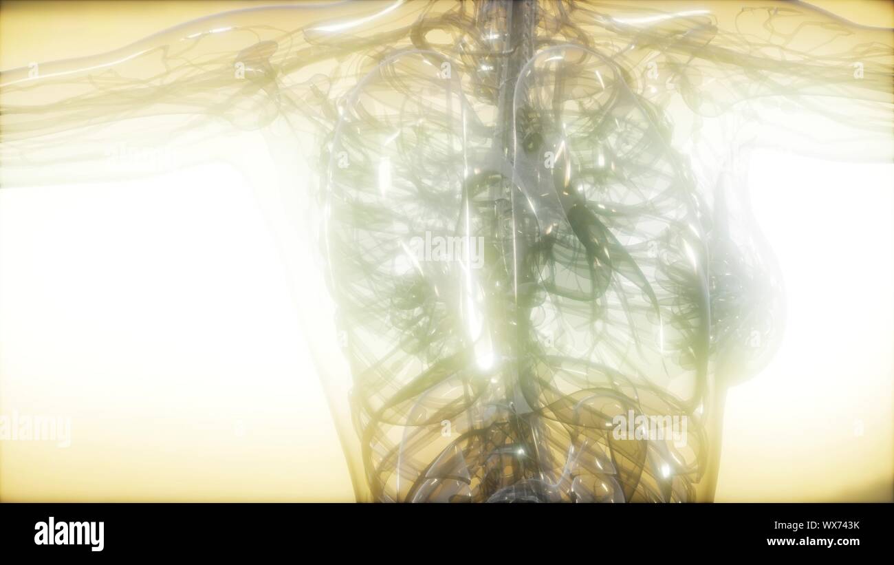 X-Ray Image Of Human Body Stock Photo - Alamy