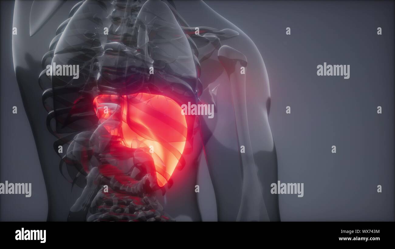 Human Liver Radiology Exam Stock Photo - Alamy