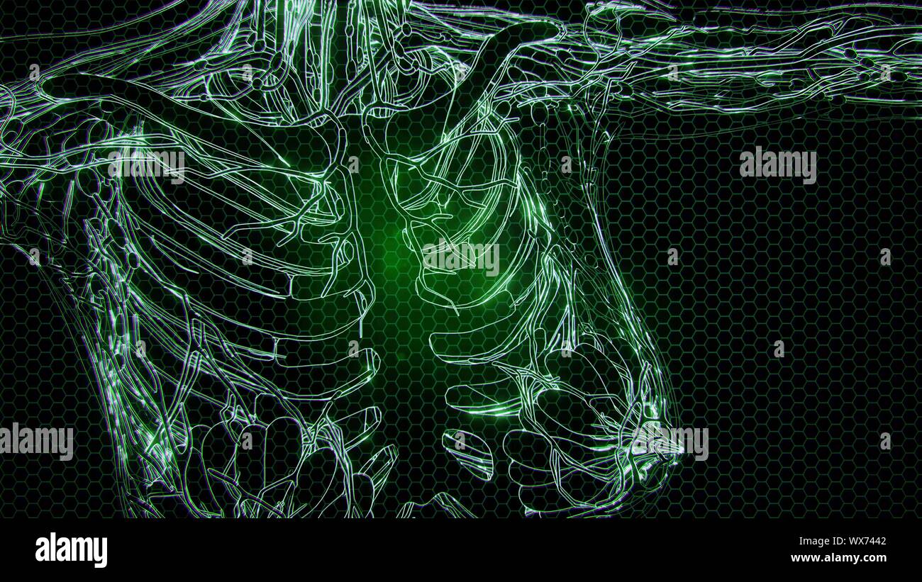 Transparent Human Body with Visible Bones Stock Photo - Alamy
