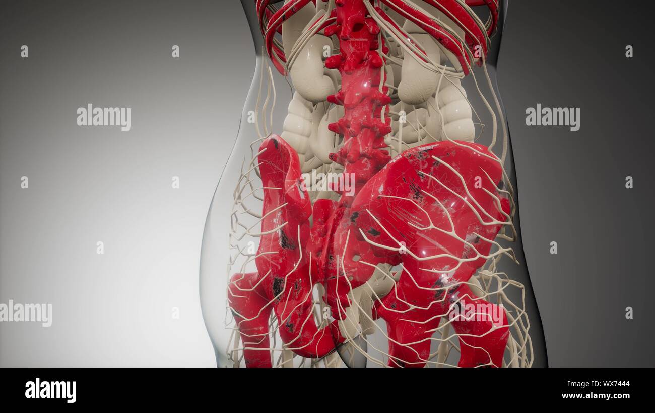 Spine bone bones skeleton anatomy medical back black background ...