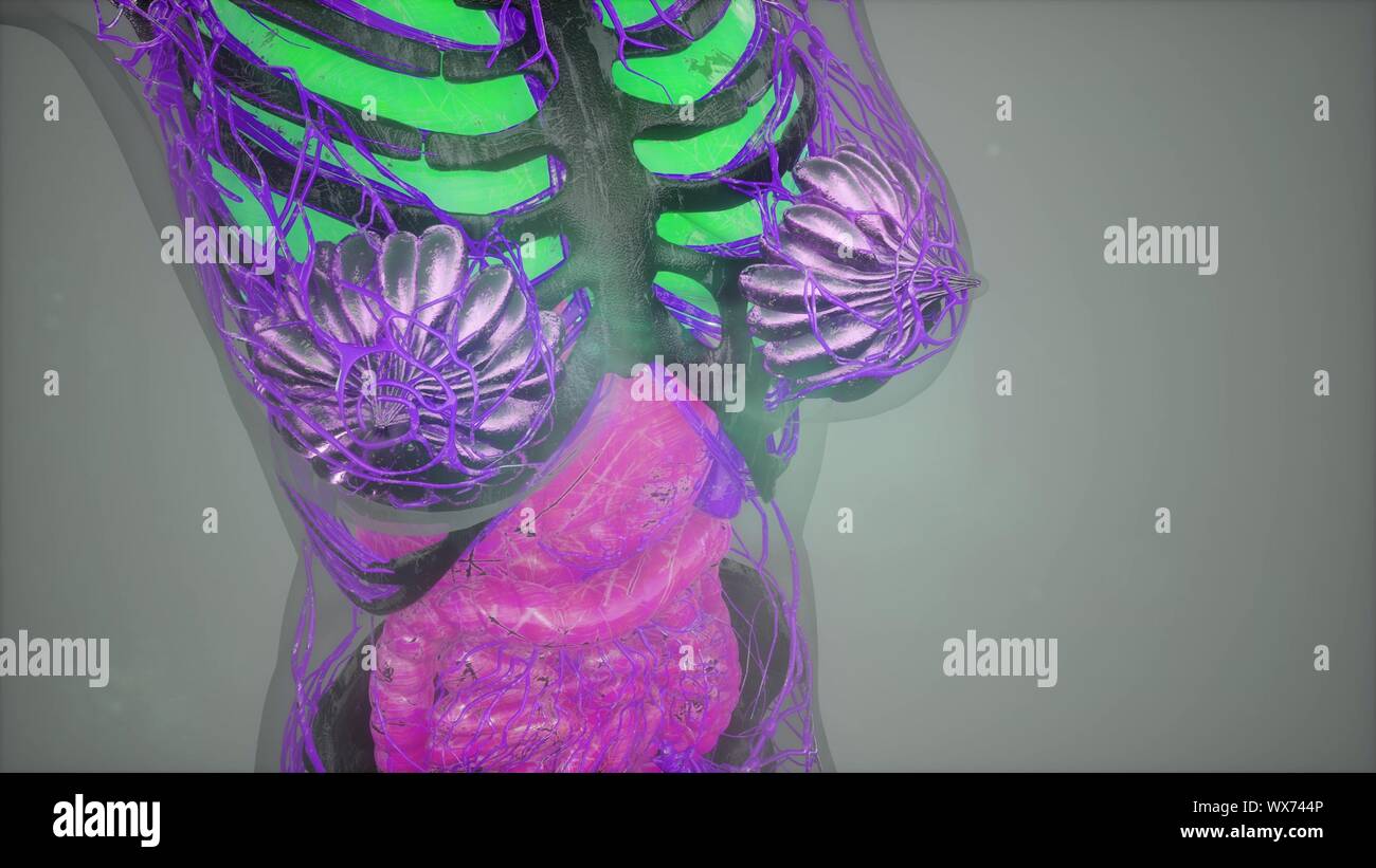 human body model illustration Stock Photo - Alamy