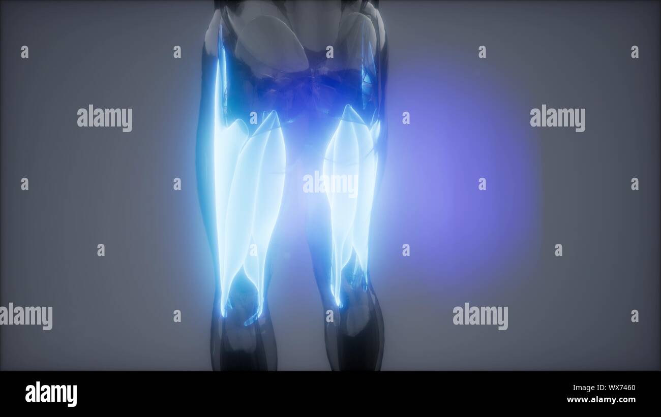 thigh muscles - Visible muscle anatomy map Stock Photo - Alamy