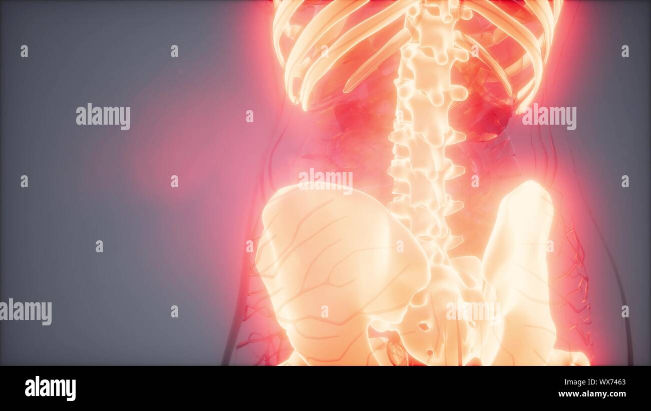 Transparent Human Body with Visible Bones Stock Photo - Alamy