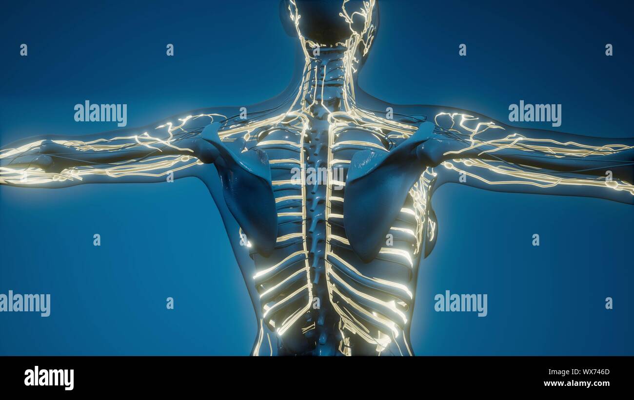 Blood Vessels of Human Body Stock Photo - Alamy