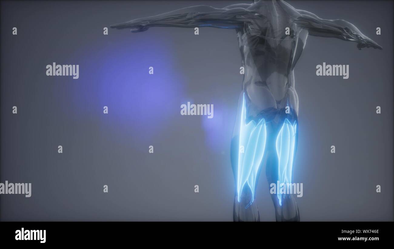 thigh muscles - Visible muscle anatomy map Stock Photo - Alamy