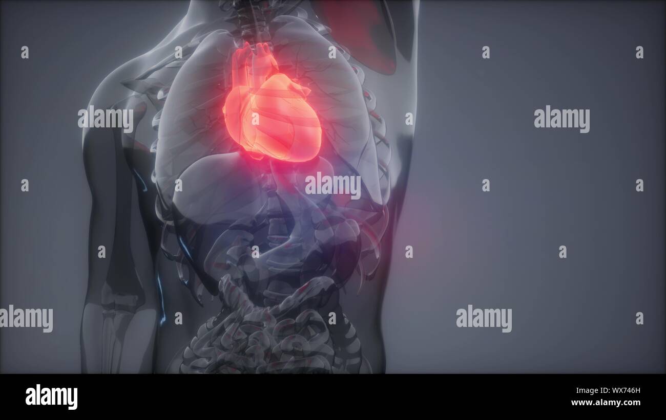Human Heart Radiology Exam Stock Photo - Alamy