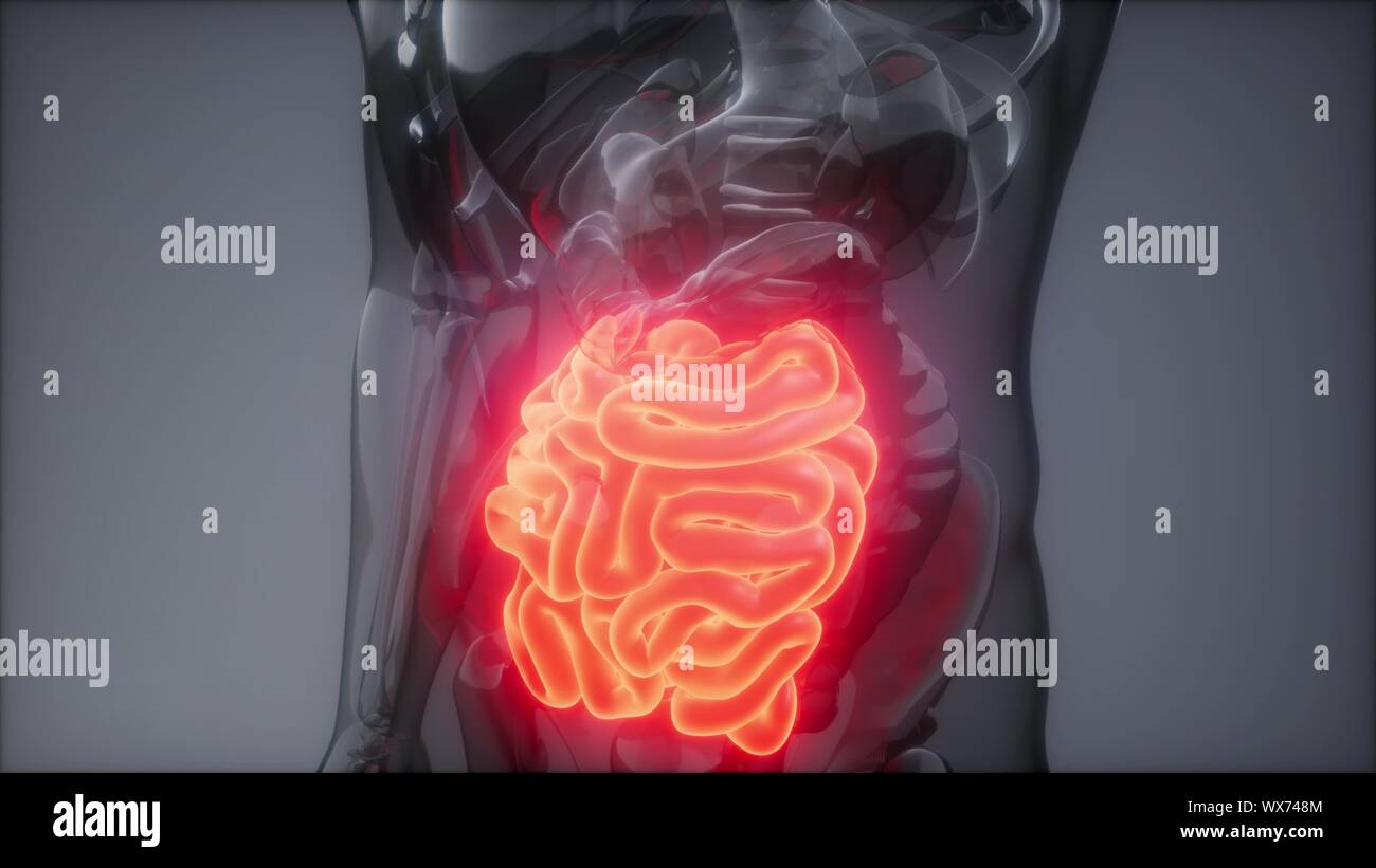 Human Small Intestine Radiology Exam Stock Photo - Alamy