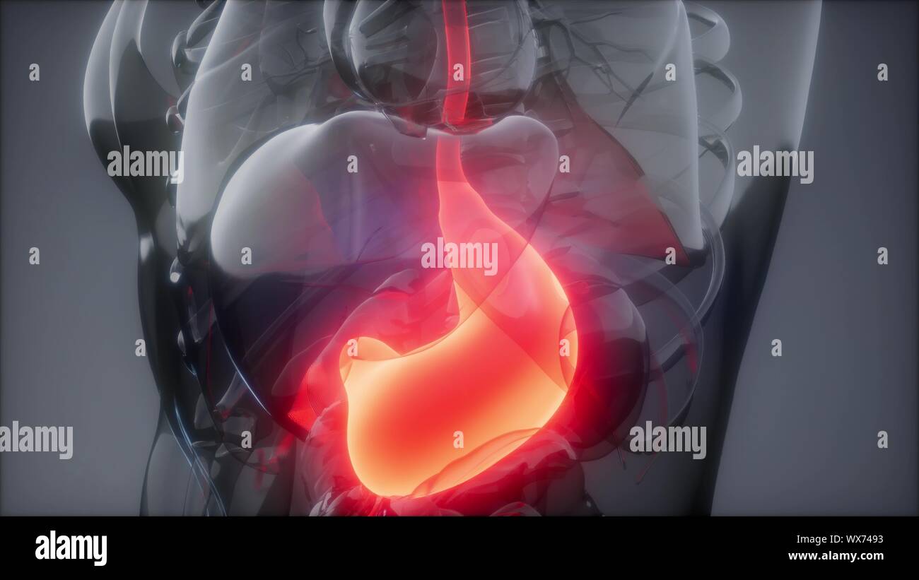 Human Stomach Radiology Exam Stock Photo - Alamy