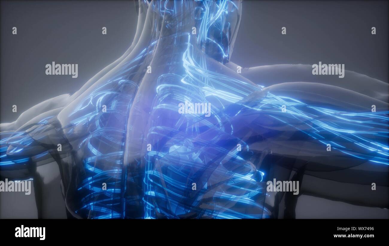 Blood Vessels of Human Body Stock Photo - Alamy