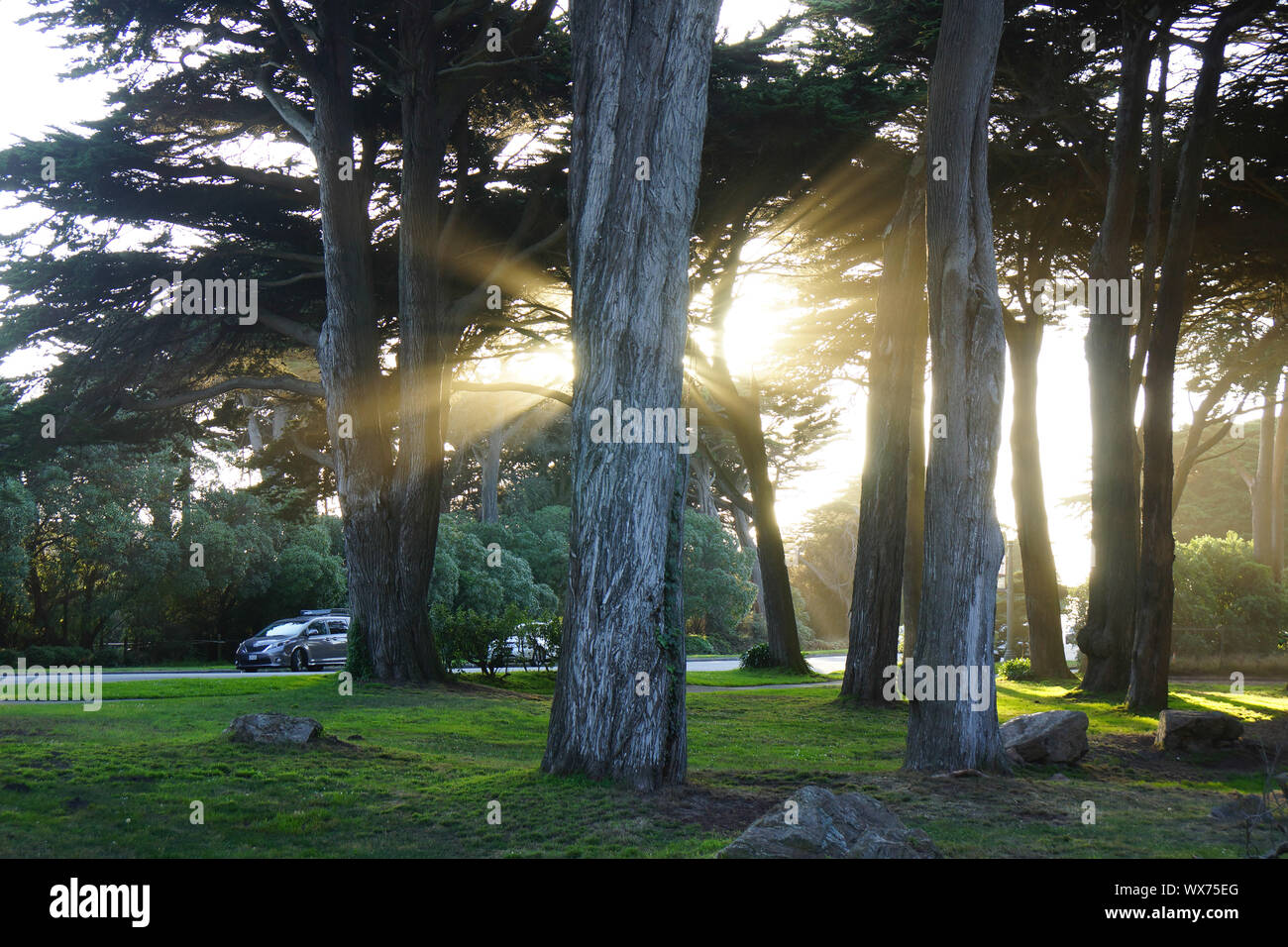 Golden gate with trees hi-res stock photography and images - Alamy