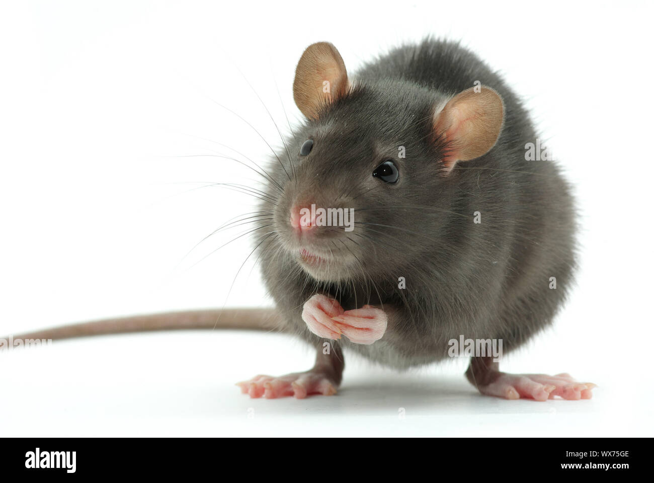 funny rat isolated on white background Stock Photo - Alamy
