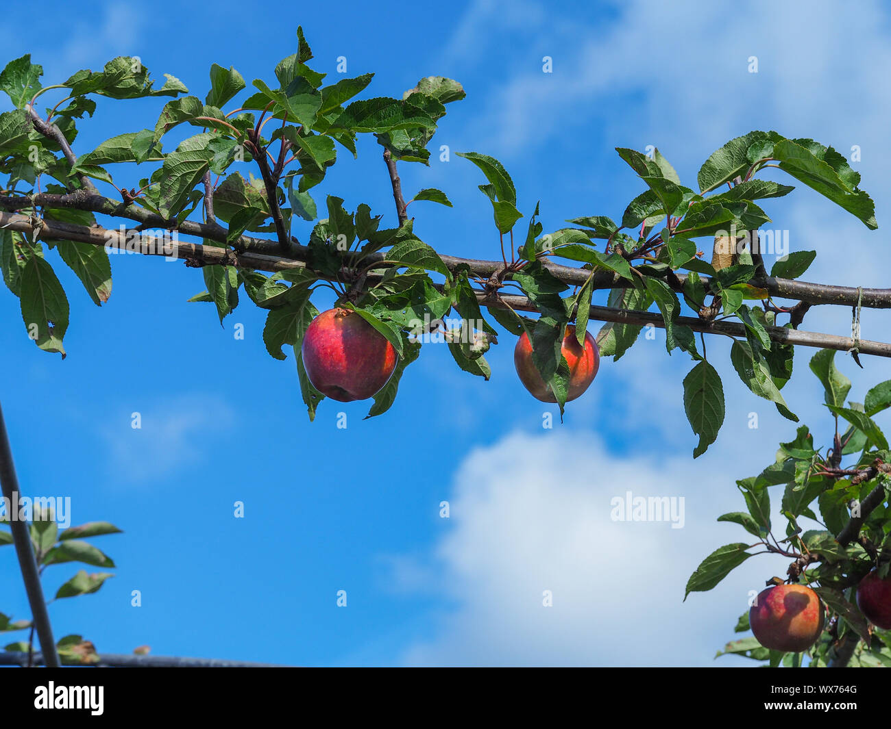 Apple growing on a tree branch trained along a wooden frame in a ...