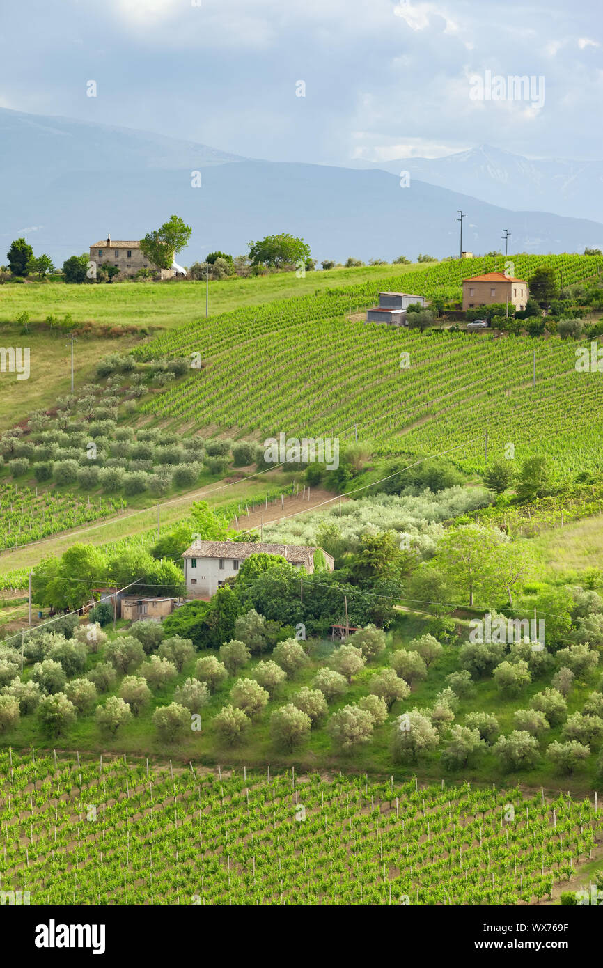 Olive trees and vine hi-res stock photography and images - Alamy