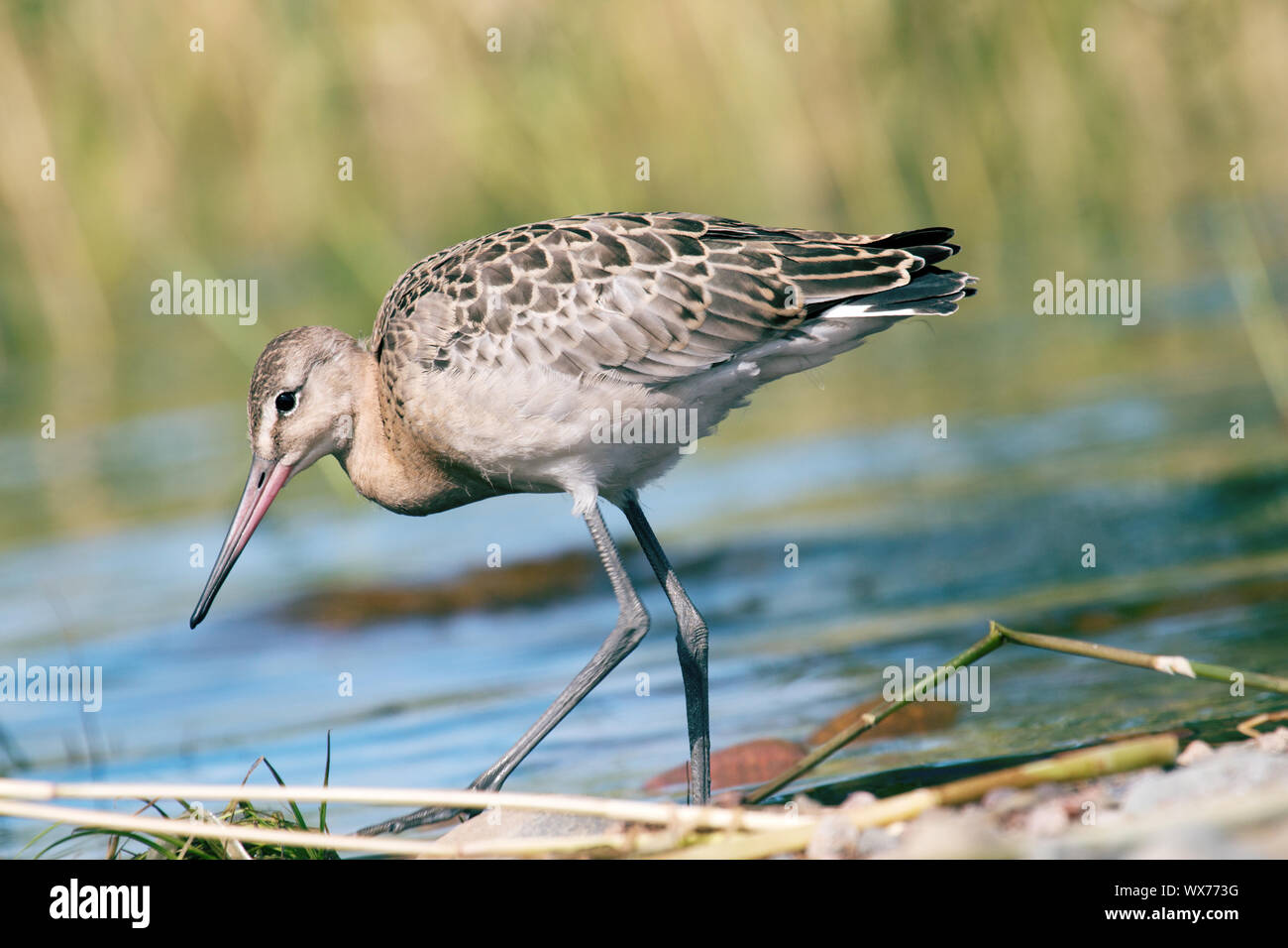 Black-tailed godwit (Limosa limosa), a young bird Stock Photo - Alamy