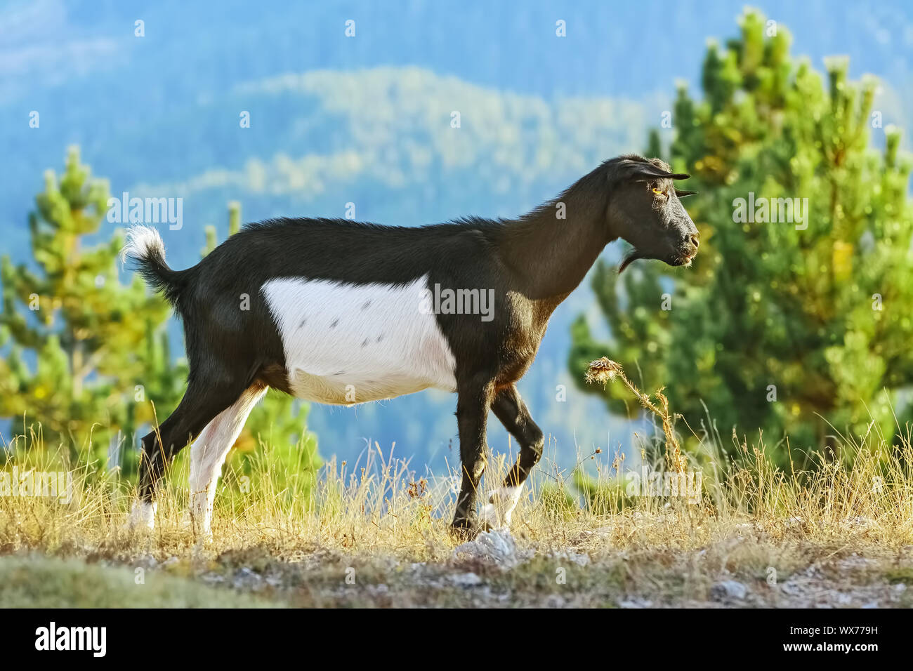 Goat without Horns Stock Photo - Alamy