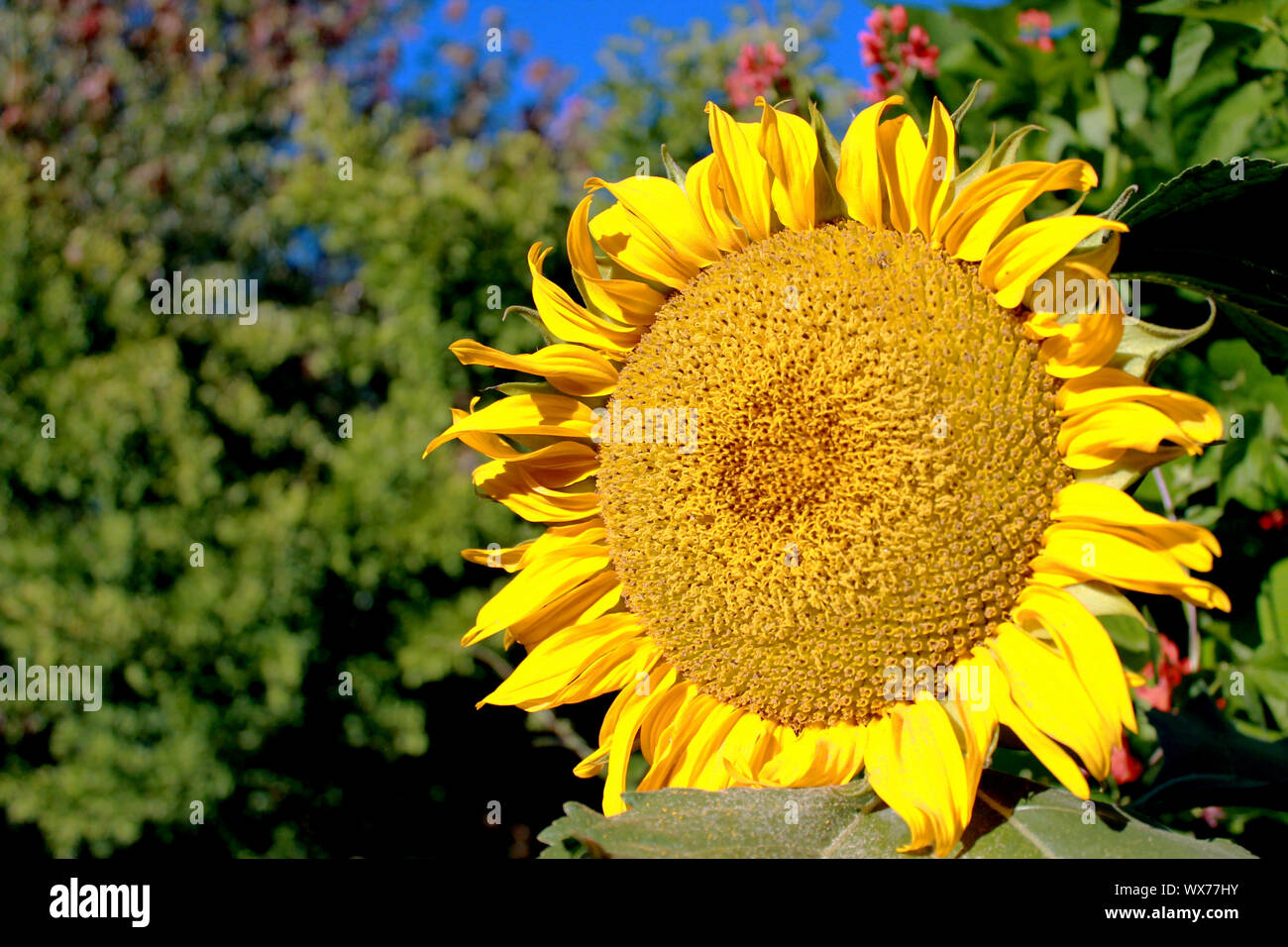 Big sunflower hi-res stock photography and images - Alamy