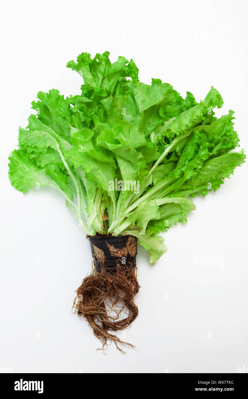 lettuce with the root on white background Stock Photo - Alamy