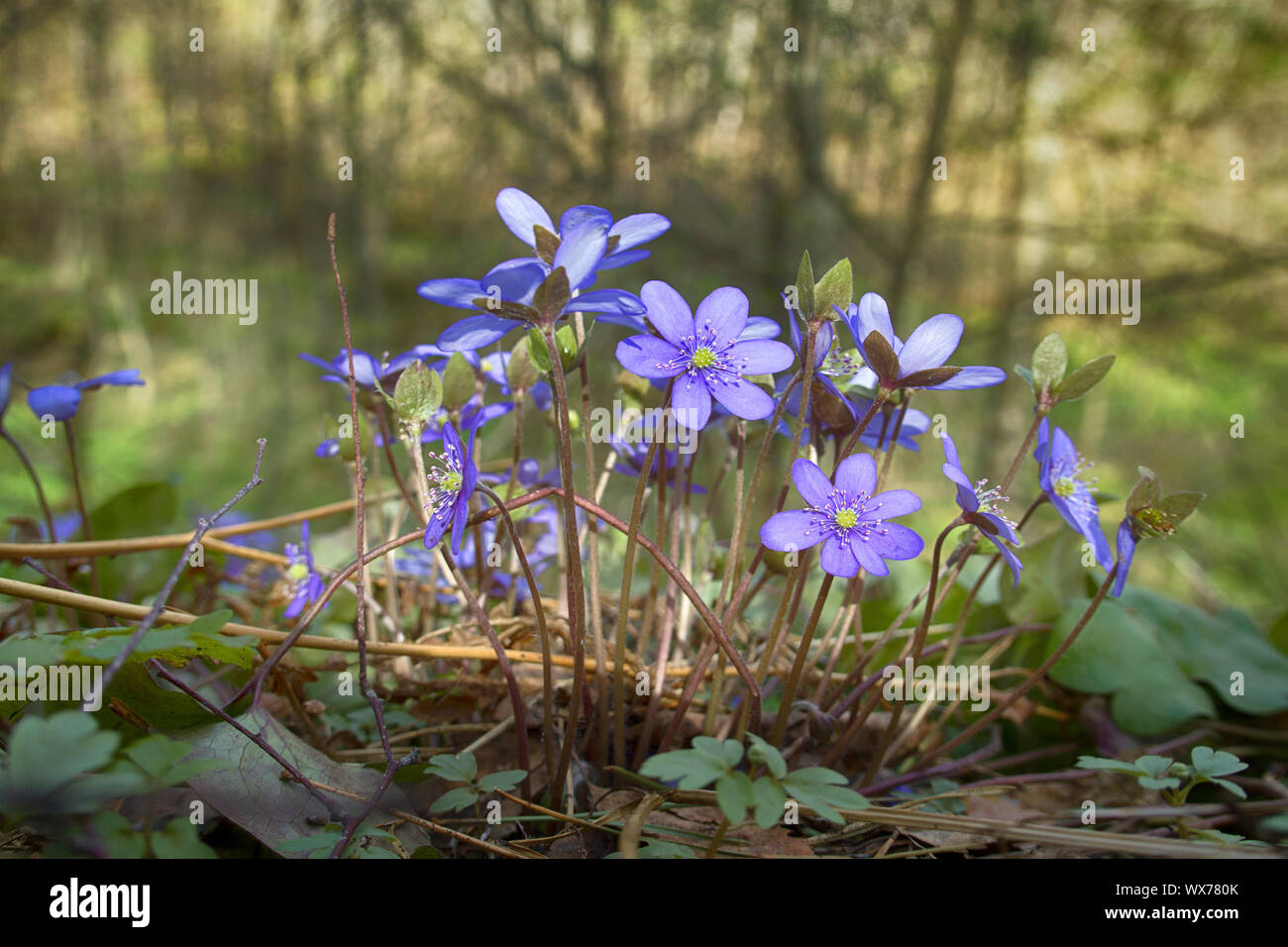 Noble mayflower hi-res stock photography and images - Alamy