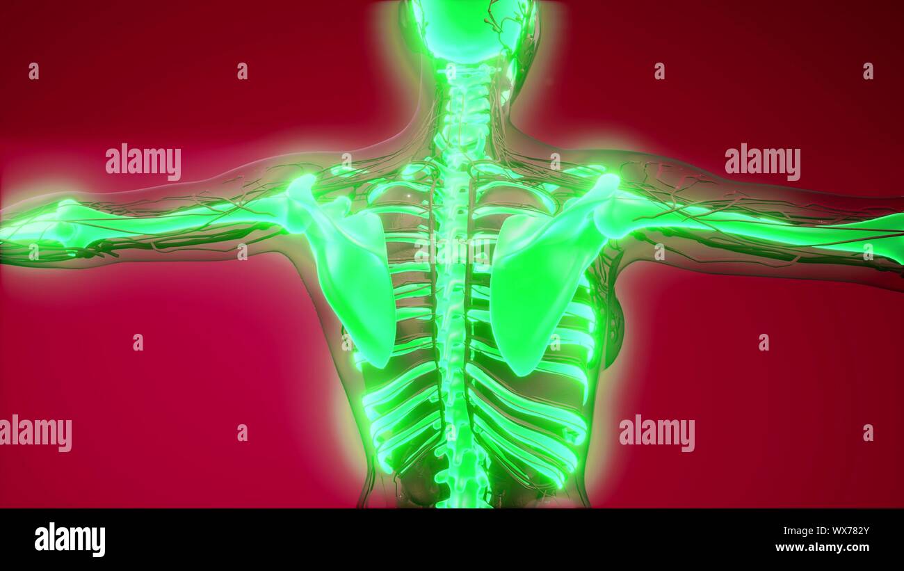 Transparent Human Body with Visible Bones Stock Photo - Alamy