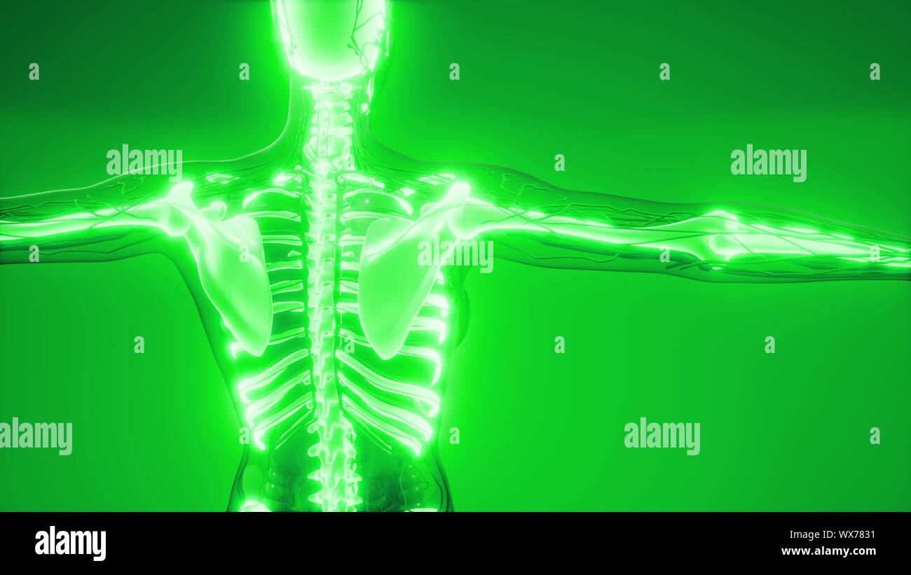 Transparent Human Body with Visible Bones Stock Photo - Alamy