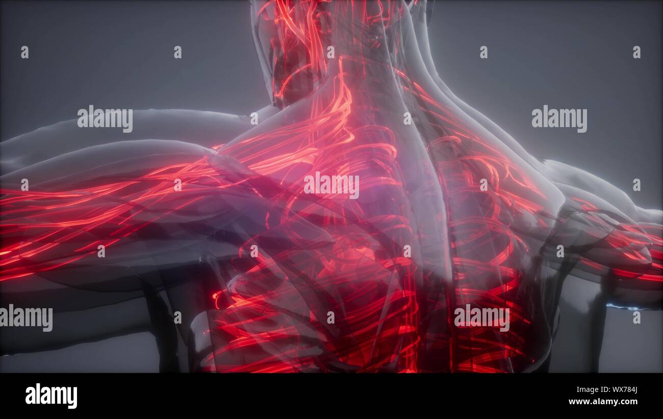Blood Vessels of Human Body Stock Photo - Alamy