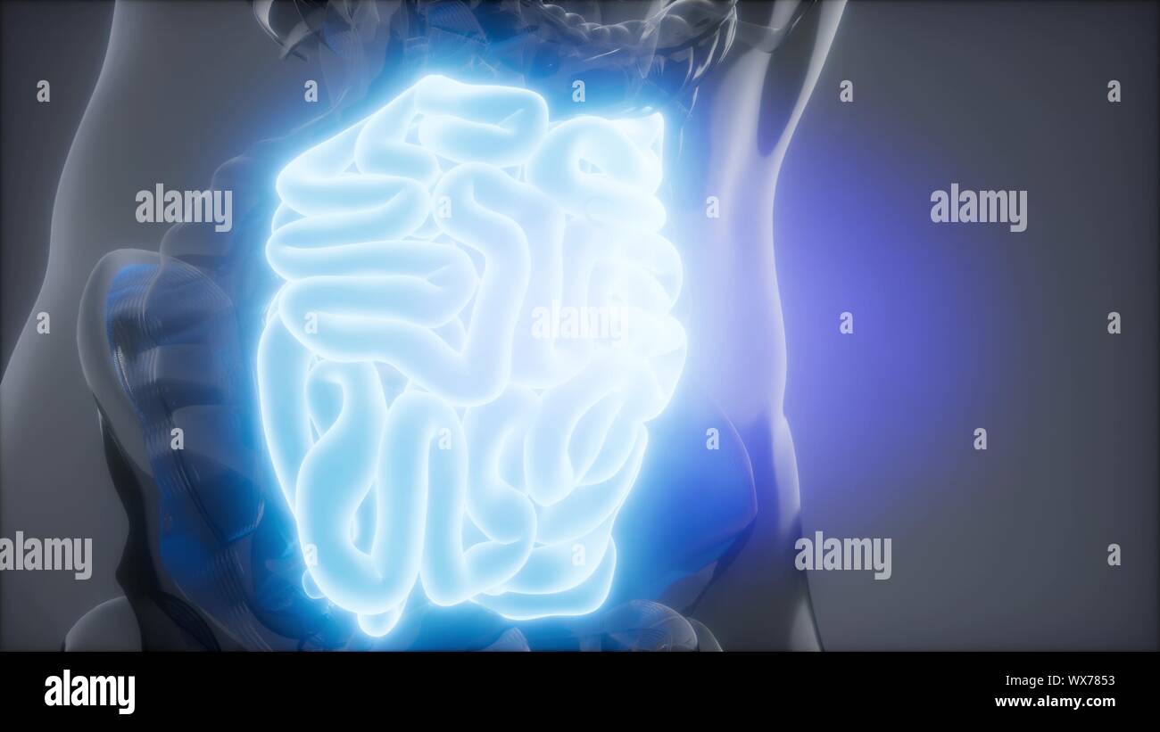 Human Small Intestine Radiology Exam Stock Photo - Alamy