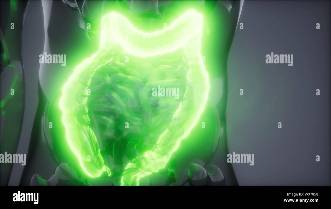 Human Colon Radiology Exam Stock Photo - Alamy