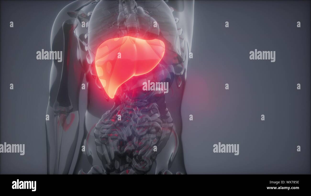 Human Liver Radiology Exam Stock Photo - Alamy