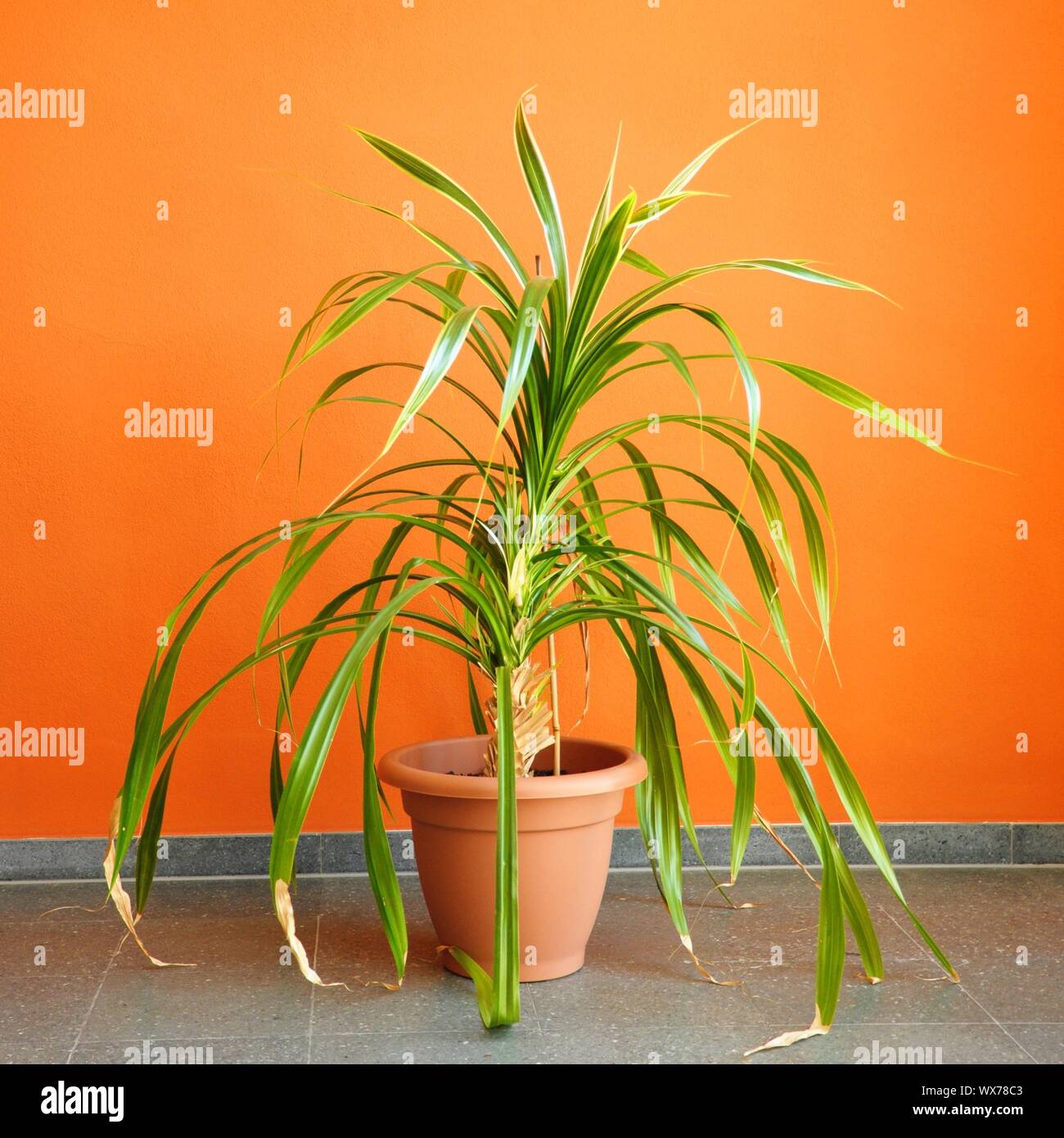 orange wall and pottet plant with copyspace showing real estate concept ...