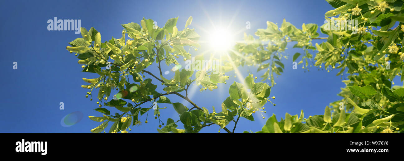 Spring with sunshine Stock Photo - Alamy