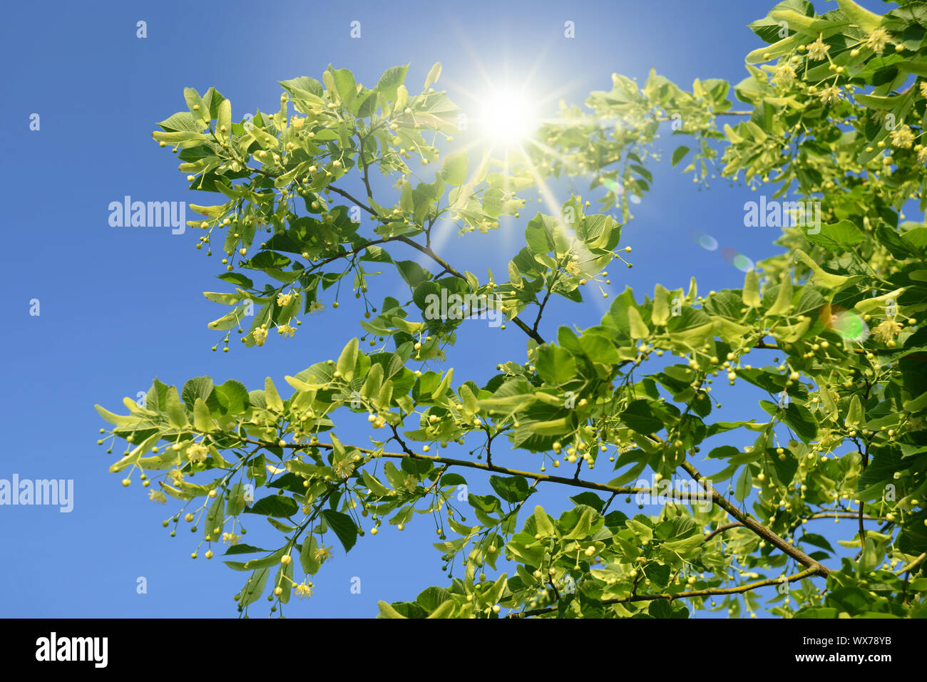 Sunshine in Spring Stock Photo - Alamy