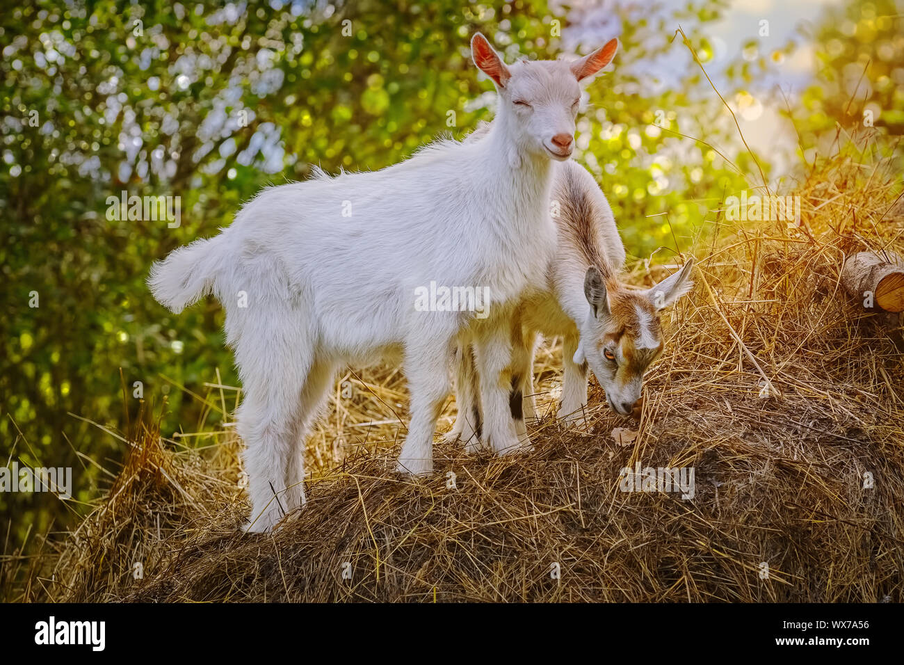 Stockbreeding hi-res stock photography and images - Alamy