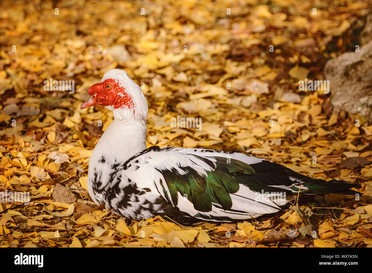 Avian animals hi-res stock photography and images - Alamy
