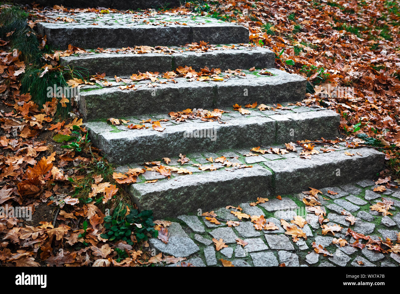 stair path through fall colored leaves Stock Photo - Alamy