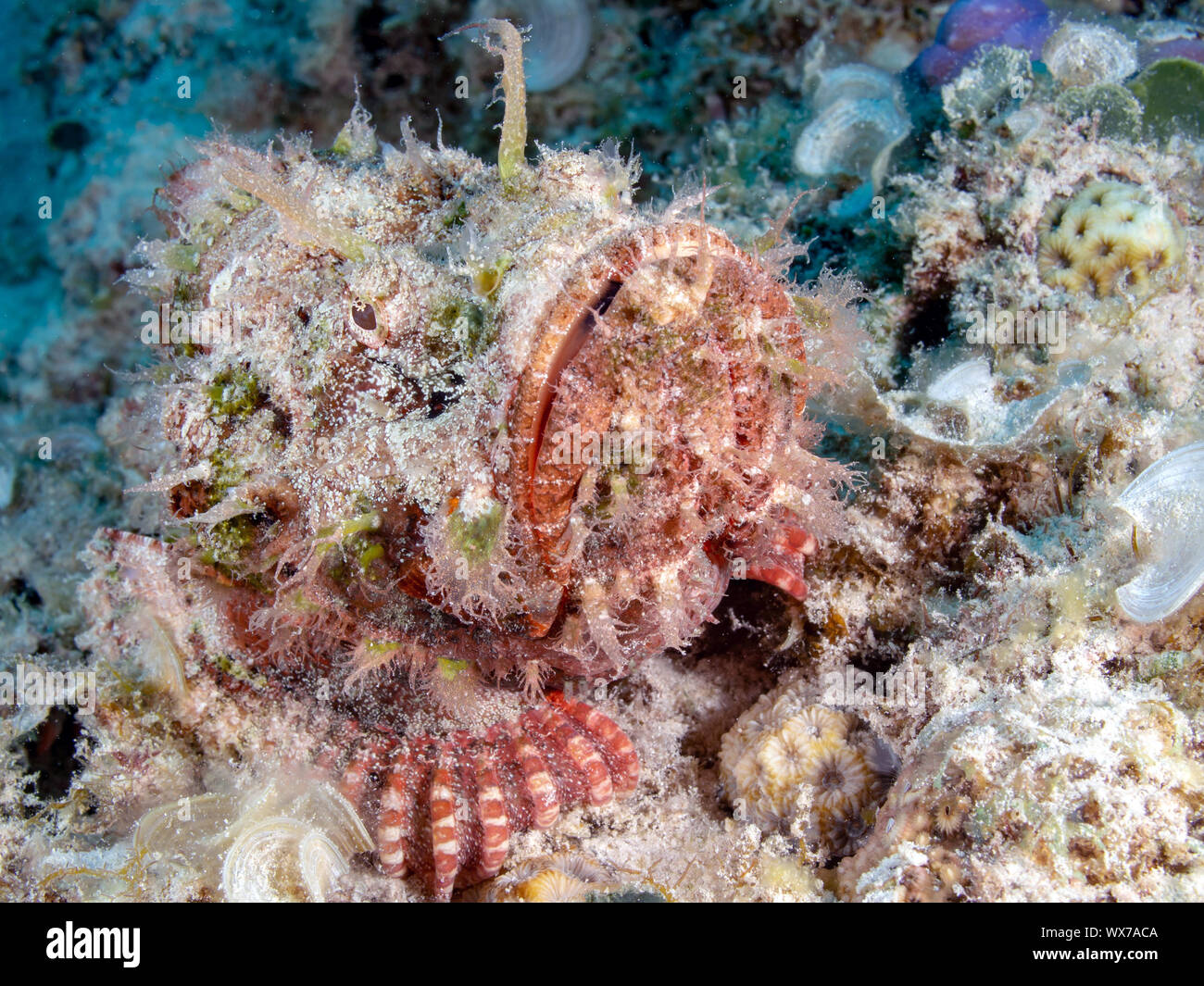 Humpbacked hi-res stock photography and images - Alamy