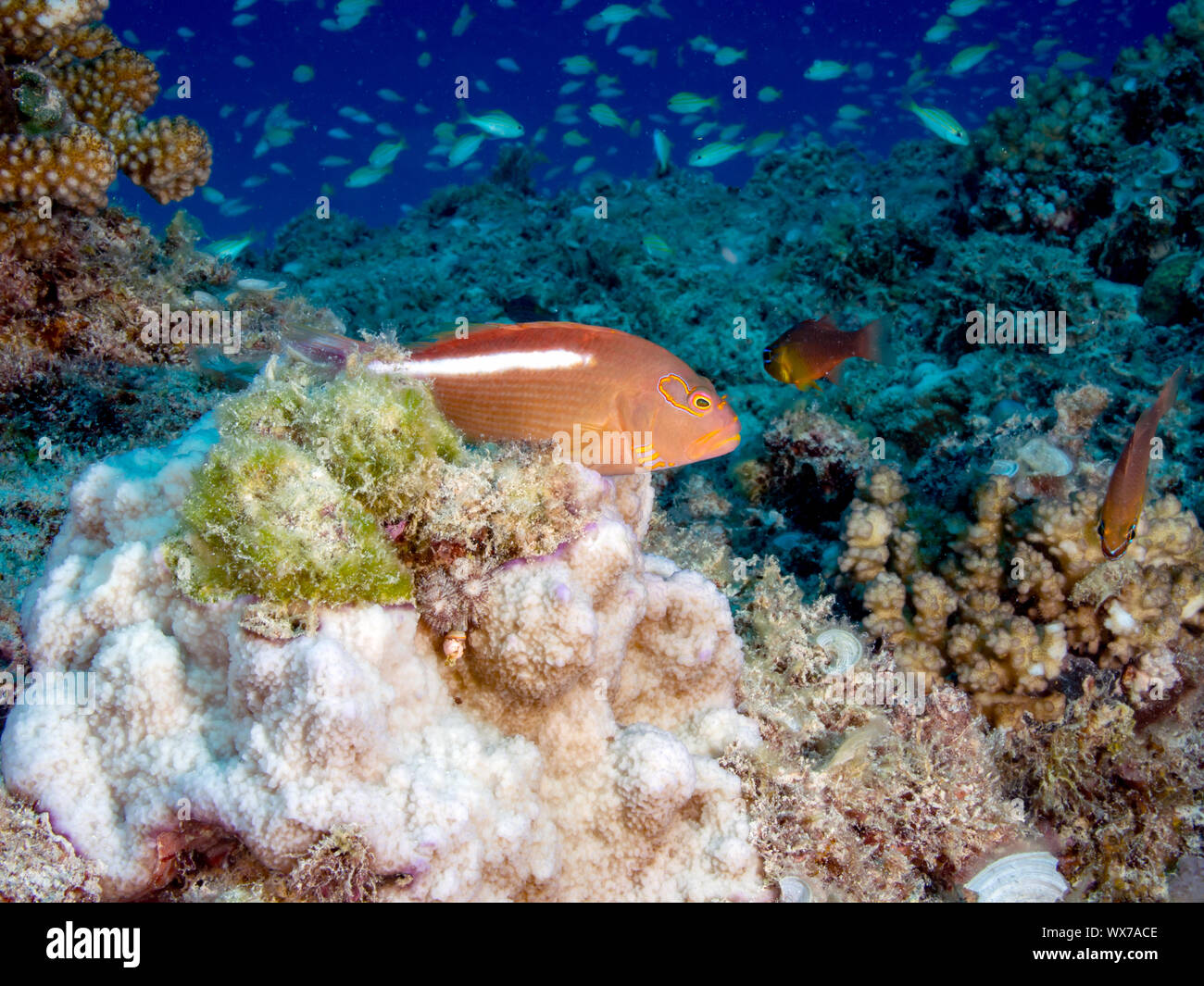 Arc eye hi-res stock photography and images - Alamy