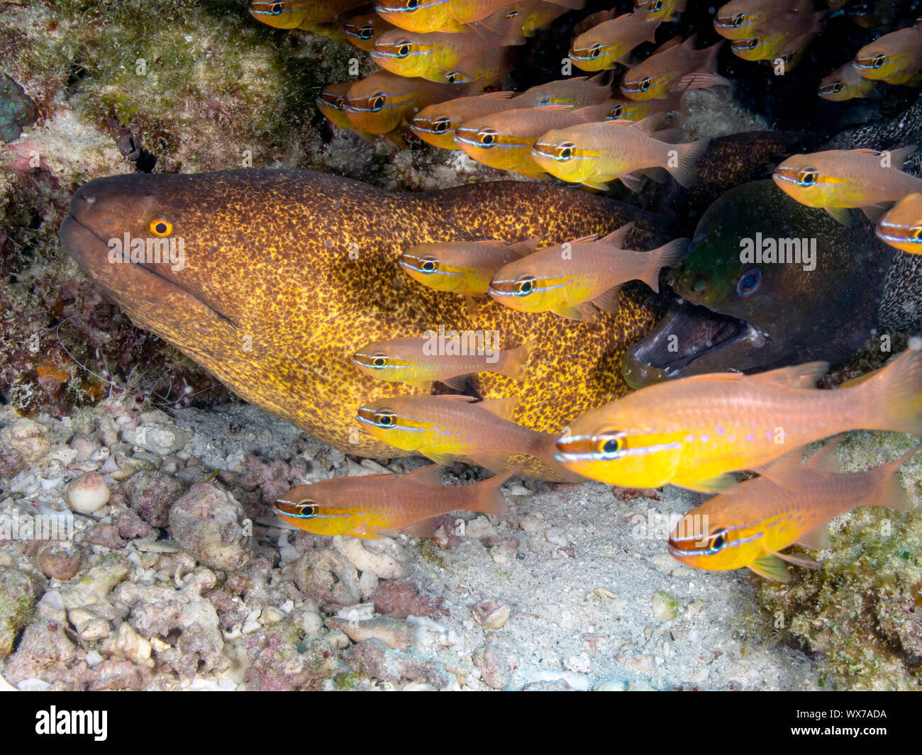 Yellow edged moray hi-res stock photography and images - Alamy