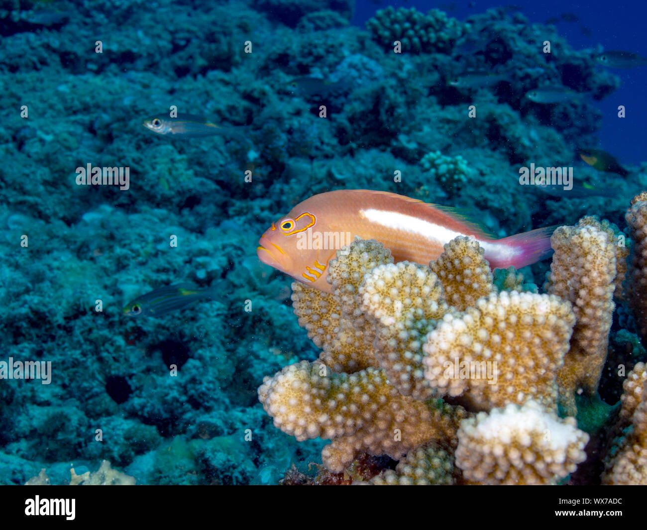 Arc eye hawkfish hi-res stock photography and images - Alamy
